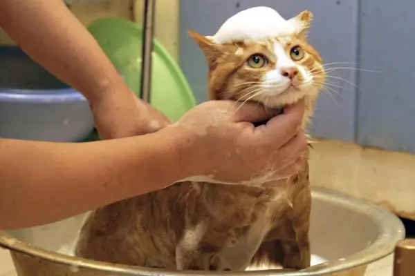 Gato de baño