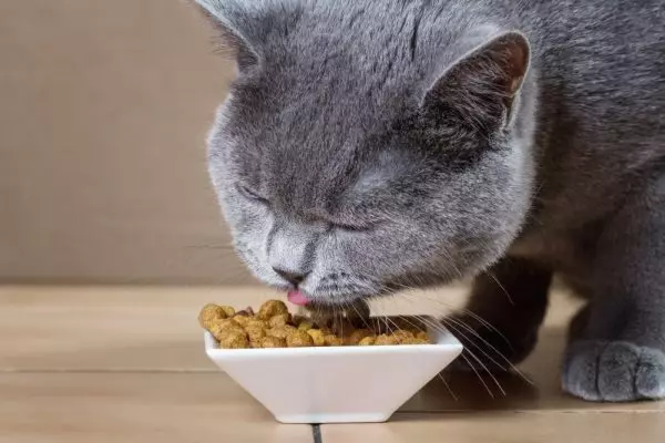 O gato come comida seca