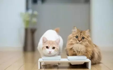 दोन मांजरी ड्युअल कटोरेपासून खातात