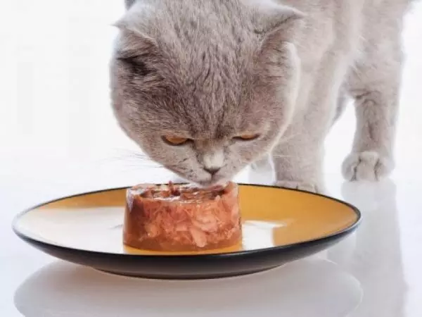 Kucing makan makanan basah