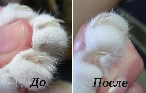 Преди и след обрязване на котешки нокти