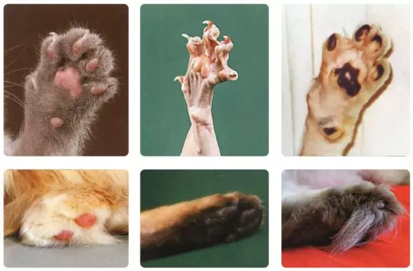Елементарен нокът от котката