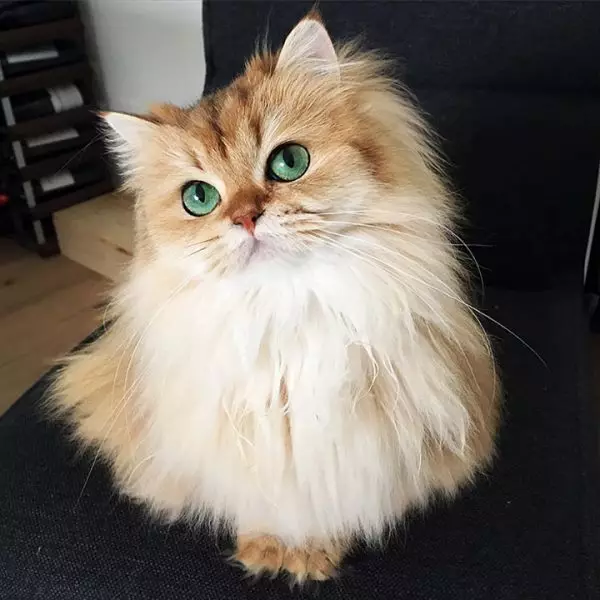Fluffy Cat.