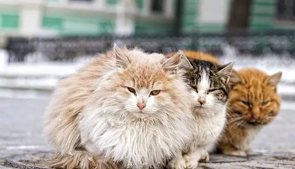 חתולים חסרי בית יושבים ברחוב