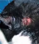 猫の耳の後ろの創傷表面