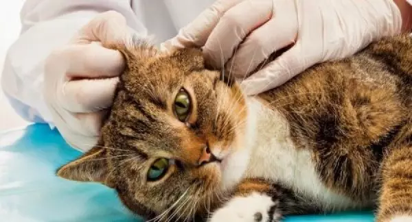 Az állatorvos egy macska fülét vizsgálja