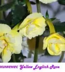 Achimensa黃色英語玫瑰