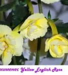 Aquimensa Amarelo English Rose