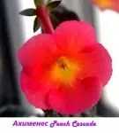 Achimenes Peach Cascade