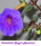 Achimenes serge-дің ашылуы