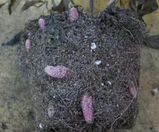 Transplantación de Achimenes.