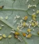 Aphid