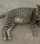 गर्भवती बिल्ली