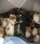 Cat, nursing kittens.