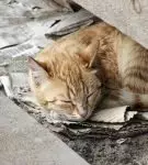 बेघर बिल्ली