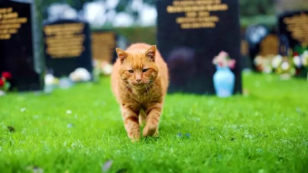 Rød kat i kirkegården