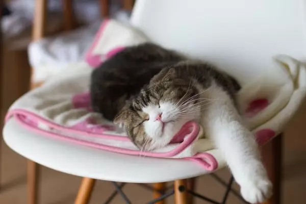 O gato dorme nunha cadeira