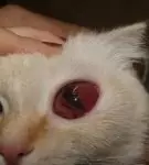 Zvýšené bělavé oko na kočku