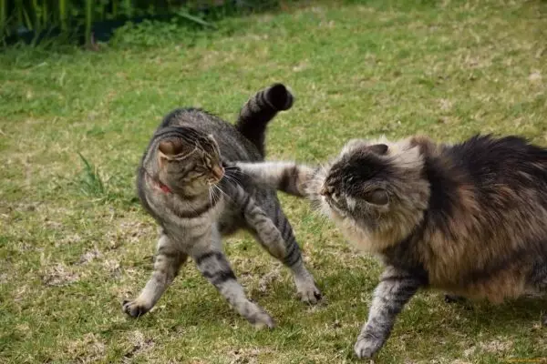 猫在草坪上打架