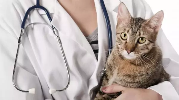 Мачка во рацете на лекар