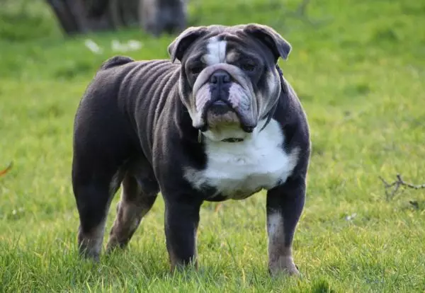 Bulldog Inggris