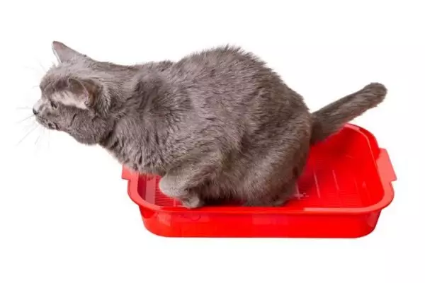 گربه یا گربه Pisses خون: باعث ظهور ادرار خون در بچه گربه ها و حیوانات بالغ می شود که می تواند به دلیل نحوه درمان آن باشد