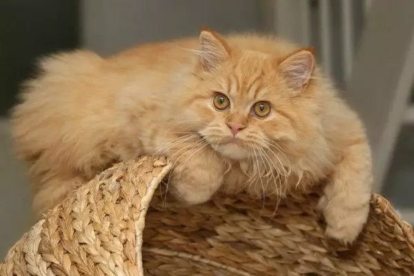 חתול פלאפי שוכב על הסל