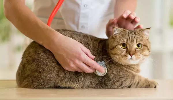 Veteriner kedinin nefesini dinler