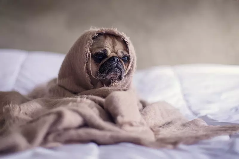 Pašalinkite stresą per penkias minutes padės įprastai antklodei