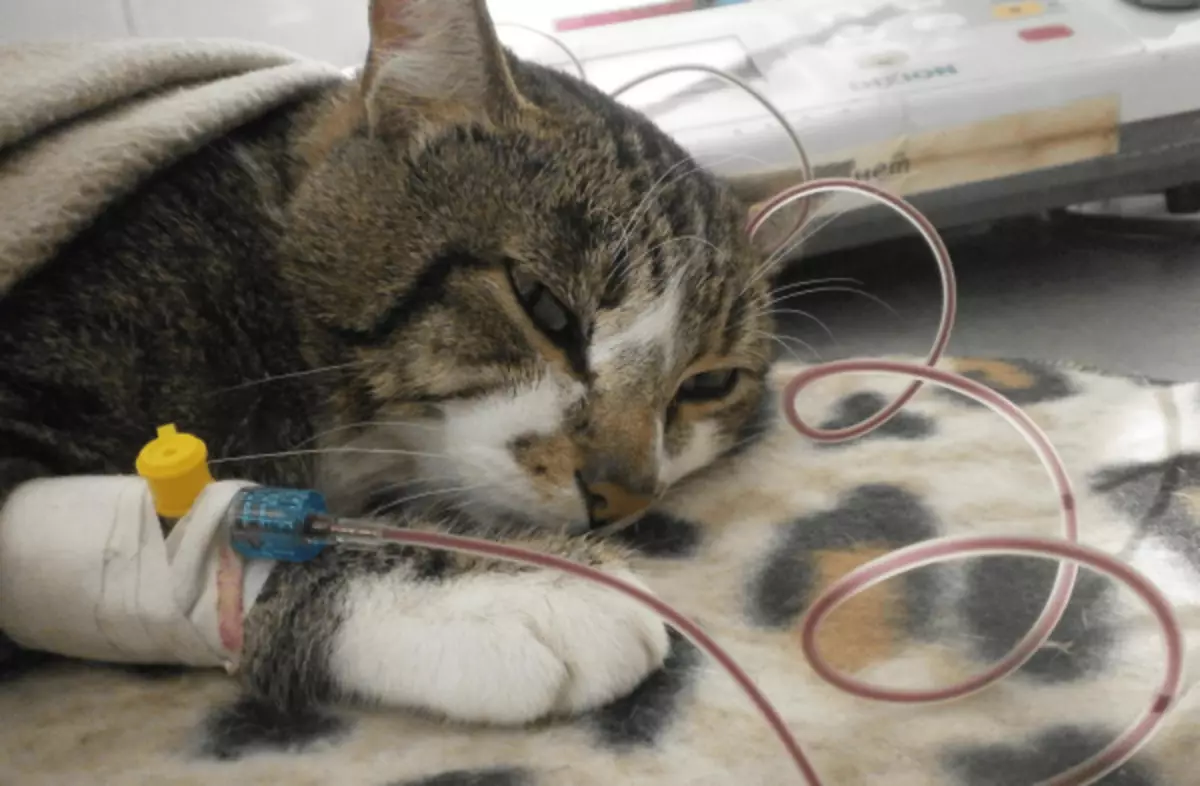 Transfusió de sang de gat