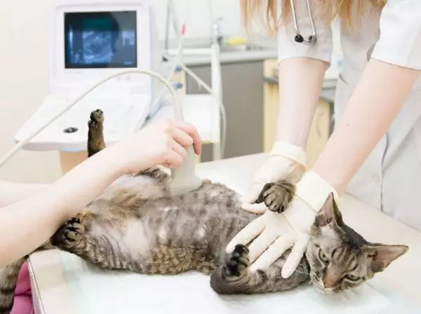 Ultrasound cats