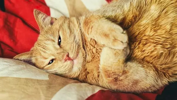 Kedi veya kedide kuru ve sıcak burun: yavru kedi ve yetişkin hayvanlarda fenomen nedenleri (hangi hastalıkların ve devletlerin olabileceği belirtileri)