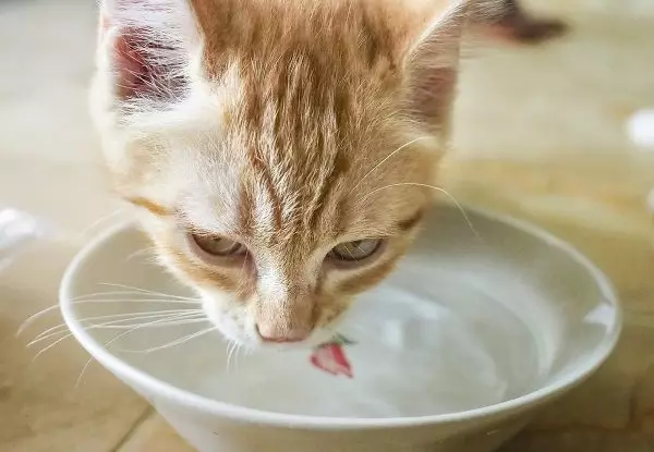 Kačių geria vandenį iš dubenio