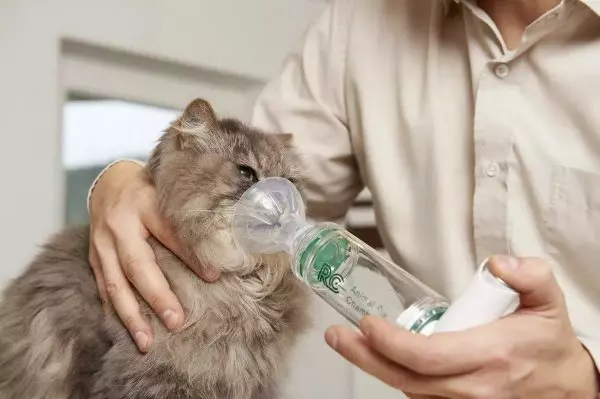 Katė įkvepia vaistą per tarpiklį