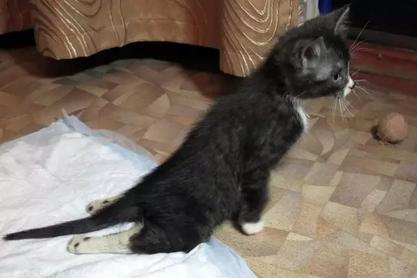 Kitten ukhipha ama-paws angemuva