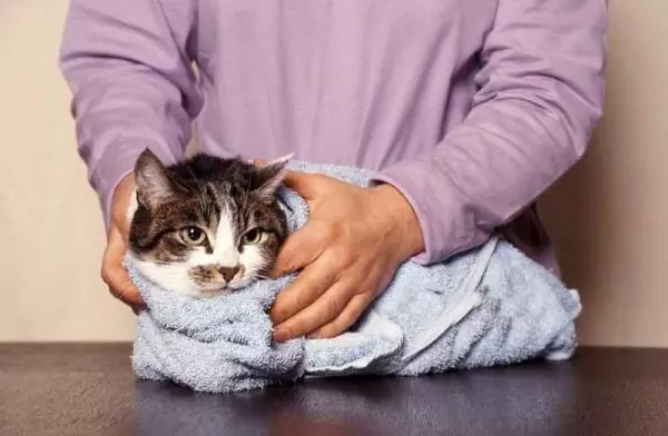 टॉवेल मध्ये मांजर.