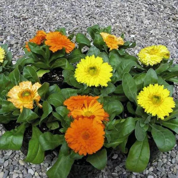 Calendula