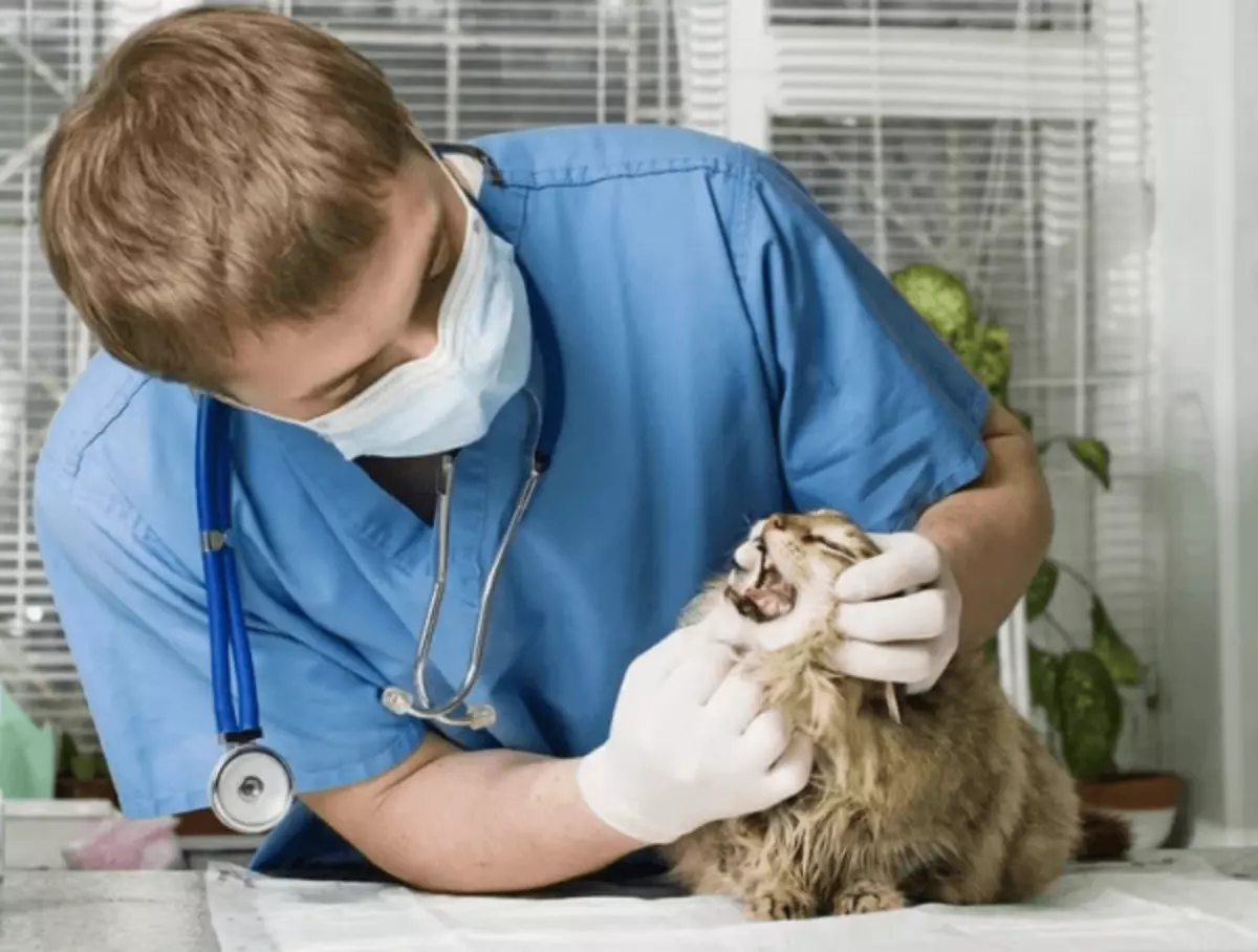 O veterinario examina a boca do gato