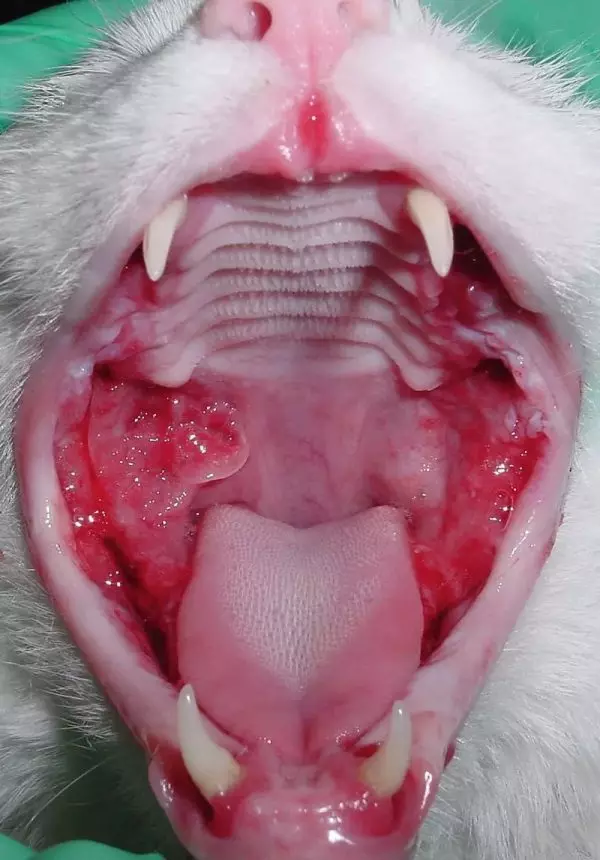 Fjernmolarer og premolarer med autoimmun stomatitt i en katt