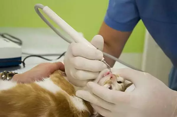 獸醫清潔他的牙齒貓