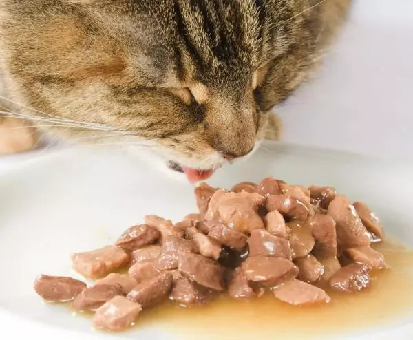 O gato come comida húmida