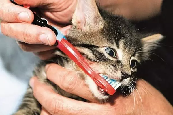 بلی کے بچے اپنے دانتوں کو صاف کرتے ہیں