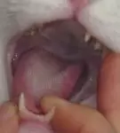 Normal vy av kattens mun