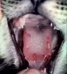 Defectos ulcerativos na lingua do gato