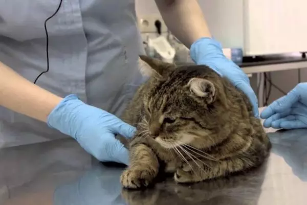 Mačka na veterinári na stole