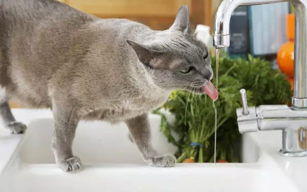 Kočka pije vodu z jeřábu