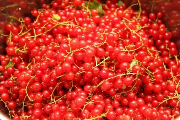 Igbaradi ti awọn berries