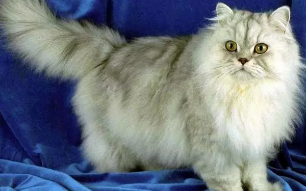 Персийски котка