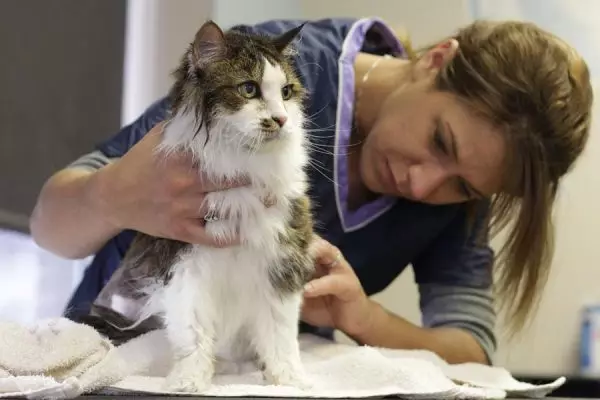 Veterinarian examines cat