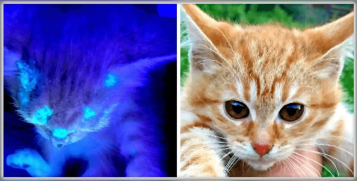 Ачагі мікраспарыі ў котёнка ў святле лямпы Вуда і гэты ж котёнок пры звычайным асвятленні